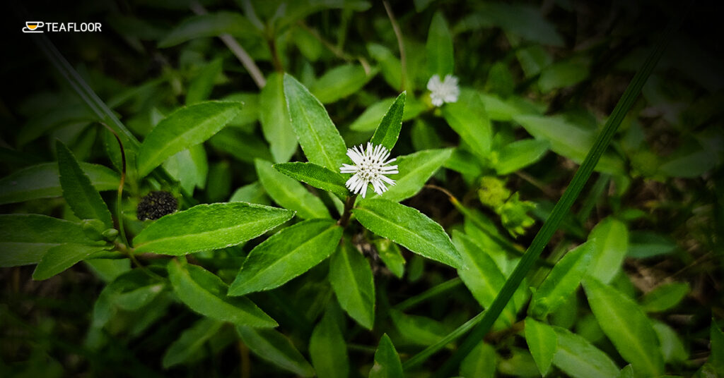 Top 30 Ayurvedic Herbs and their Uses
