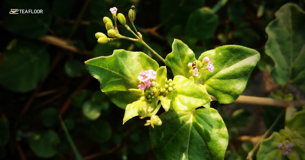 Top 30 Ayurvedic Herbs and their Uses